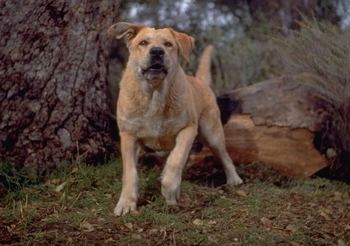 15 Great Films About Dogs