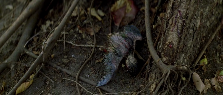 The 15 Best Shots In Terrence Malick's Movies