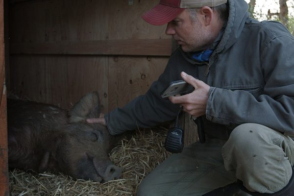 'Biggest Little Farm: The Return' Trailer: John Chester's Beloved ...