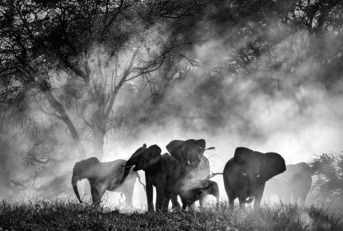 'Ghost Elephants' Trailer: Werner Herzog Narrates & Directs New Nature ...